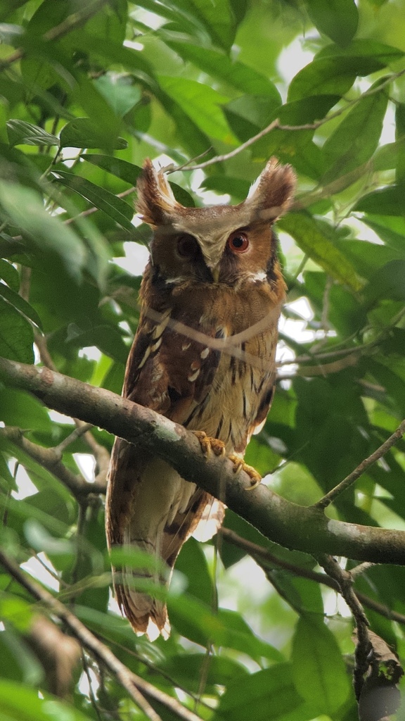 Maned Owl in September 2023 by B Kski · iNaturalist