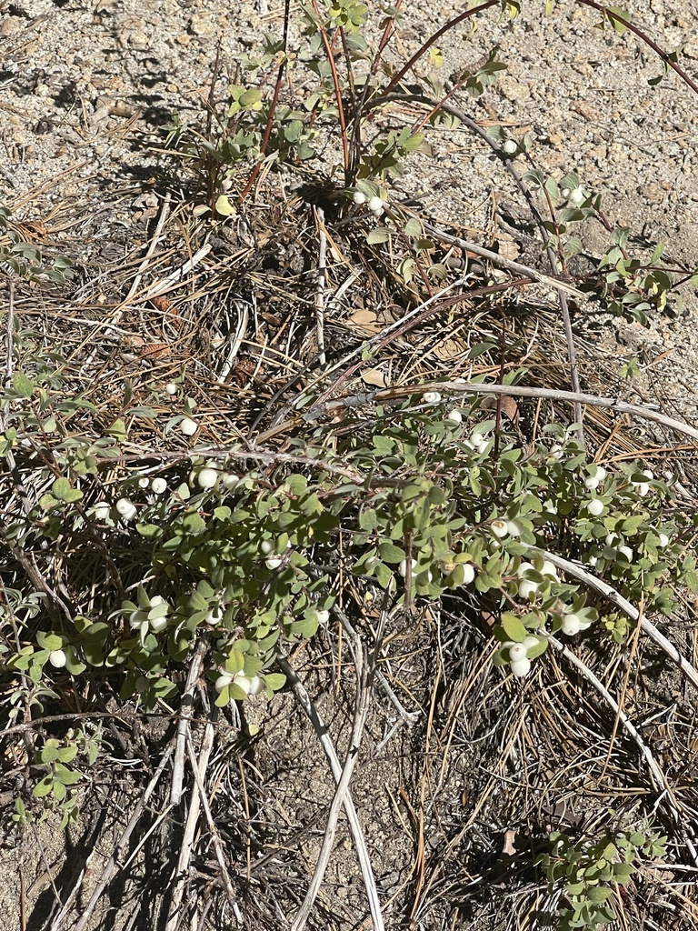 Roundleaf Snowberry from Mount San Jacinto State Park And Wilderness ...