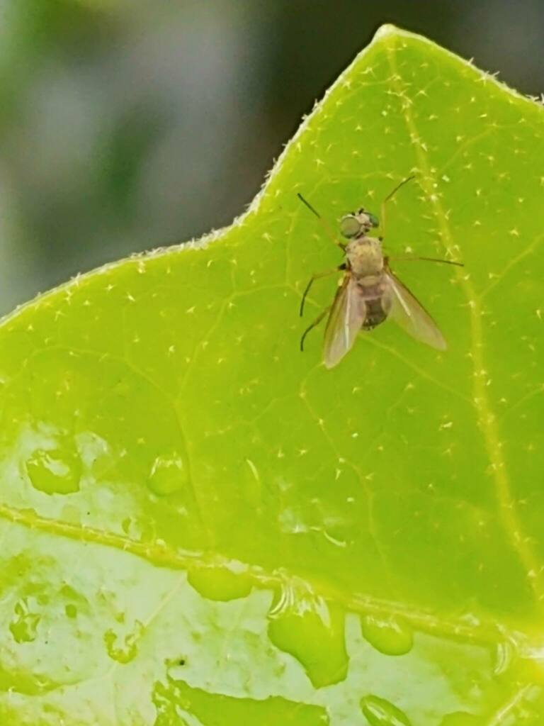 Long-legged Flies from Forrest County, MS, USA on June 3, 2022 at 09:27 ...