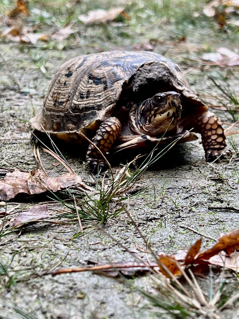 Eastern Box Turtle in October 2023 by Samantha Harper · iNaturalist