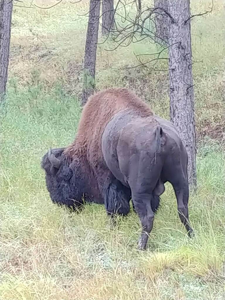 American Bison from Custer County, SD, USA on September 19, 2018 at 03: ...