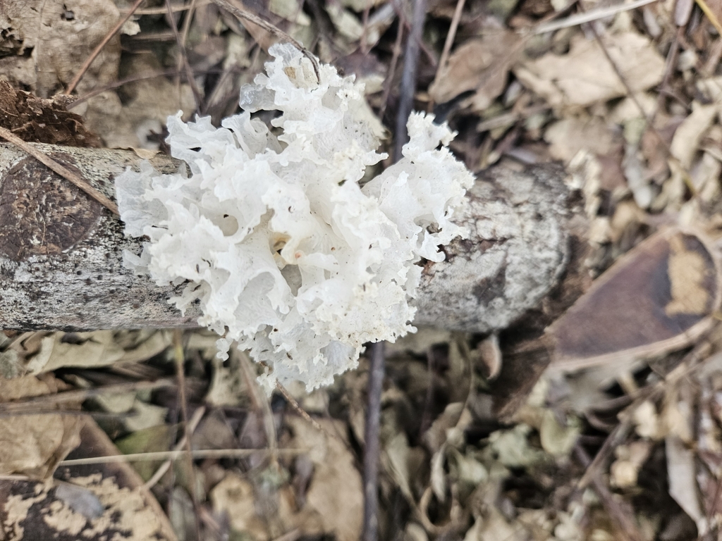 snow fungus from Florianópolis, SC, 88037, Brasil on October 11, 2023 ...