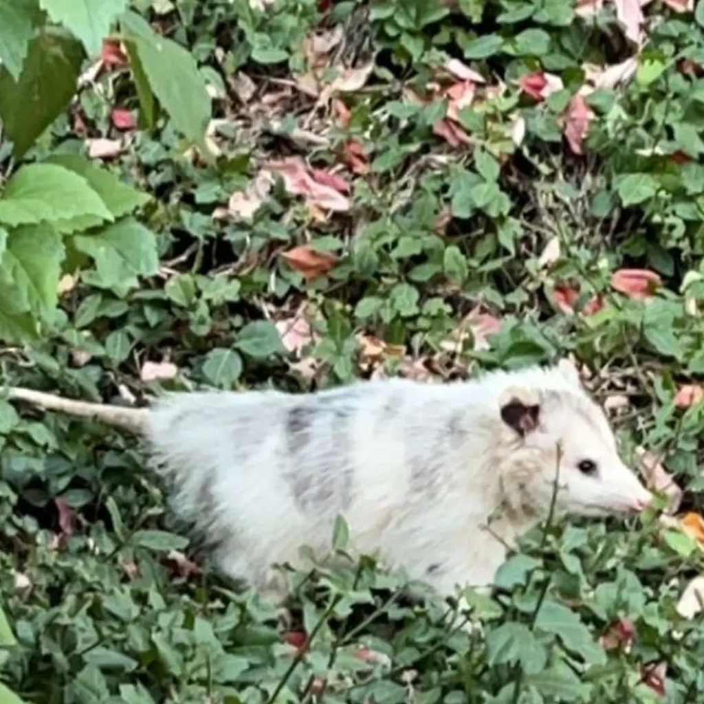 Virginia Opossum from The Heights, Cincinnati, OH, USA on October 10 ...