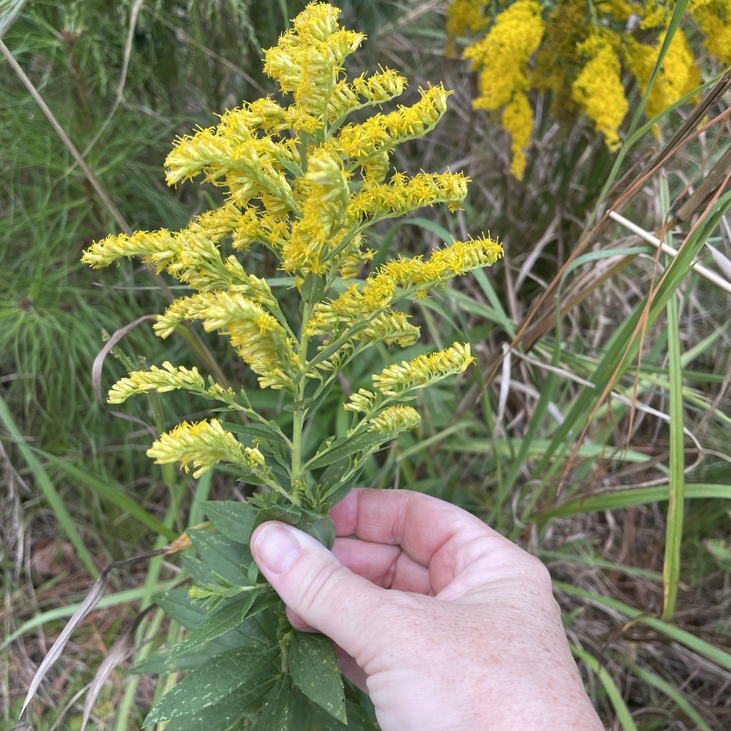 tall goldenrod in October 2023 by Sharon Watson · iNaturalist