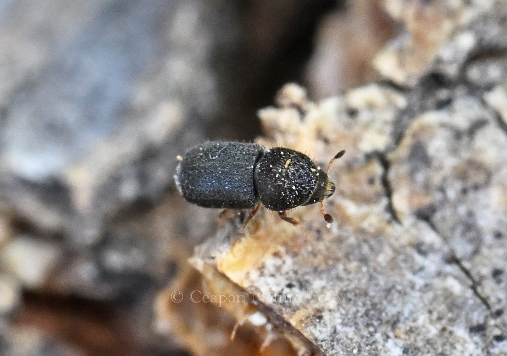 Cucujiform Beetles from 牟平区, 烟台市, 山东省, CN on October 11, 2023 at 12:43 ...