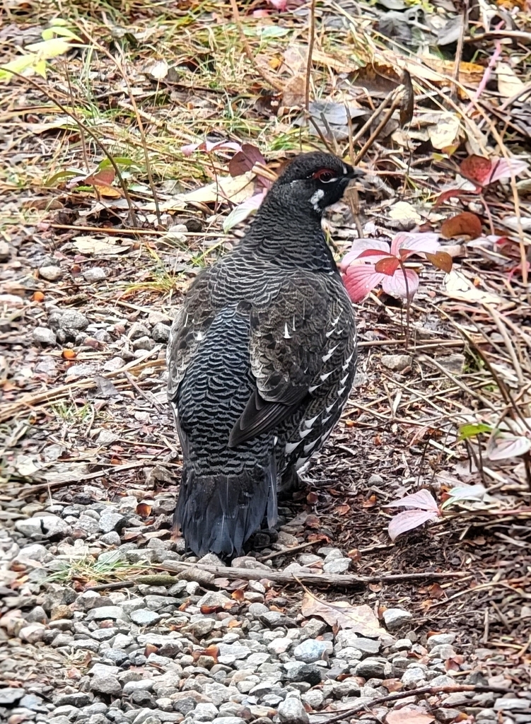 Spruce Grouse from Whitney, ON K0J 2M0, Canada on October 11, 2023 at ...