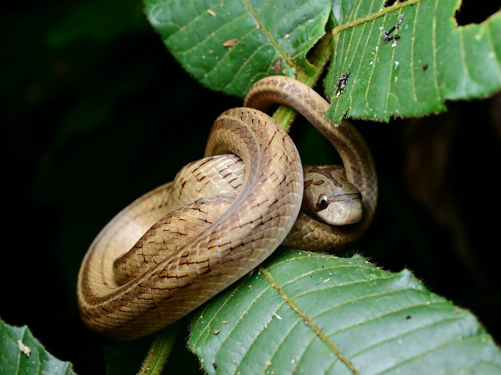 Small-banded Kukri Snake from 中国云南省西双版纳傣族自治州勐腊县 on October 7, 2023 at ...