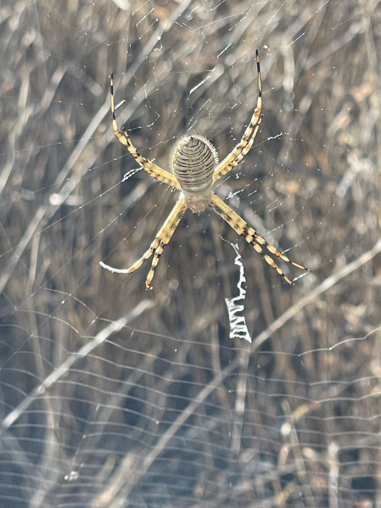 Banded Garden Spider from Edgewood Park & Natural Preserve, Redwood ...