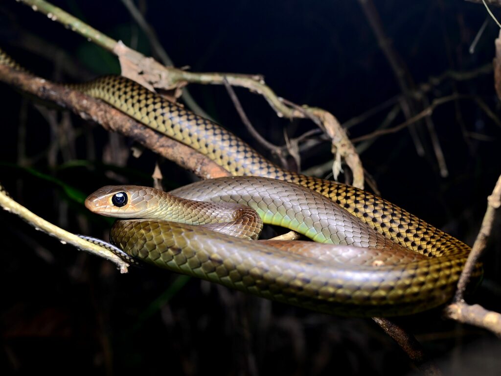 Indo-Chinese Rat Snake in October 2023 by jiangyou · iNaturalist