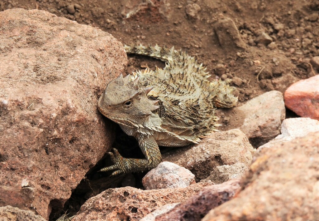 Mountain Horned Lizard from Cd. de México, México on October 8, 2023 at ...