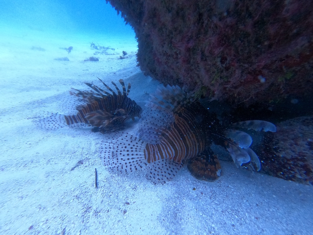 Common Lionfish from Arrecifes de Puerto Morelos, Q. Roo on October 5 ...