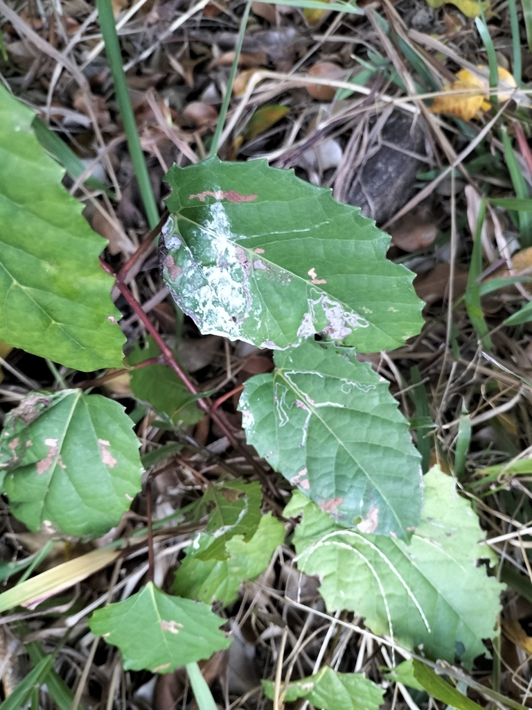Kangaroo Vine by Connor O'Brien · iNaturalist
