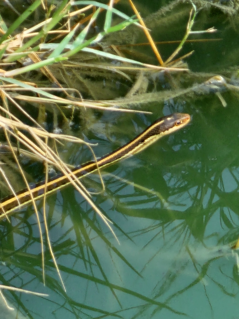 Western Ribbon Snake from Edinburg, TX, USA on September 23, 2023 at 09 ...