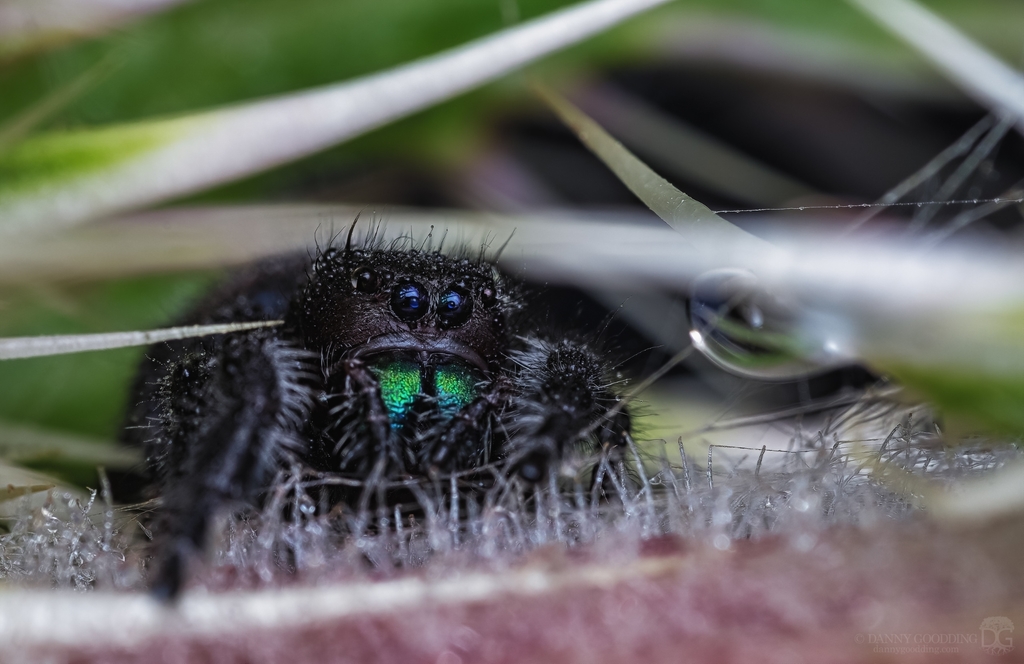Bold Jumping Spider from Blackpoint Wildlife Dr, Florida, USA on March ...