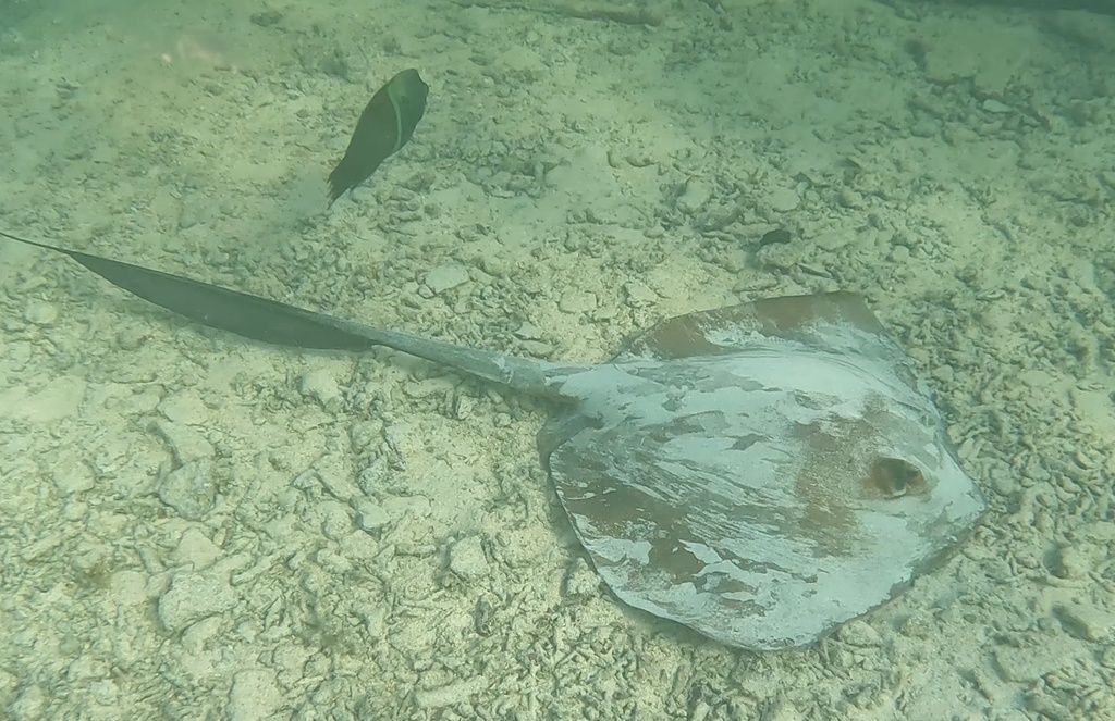 Broad Cowtail Stingray from South Pacific Ocean, Eurimbula, QLD, AU on ...