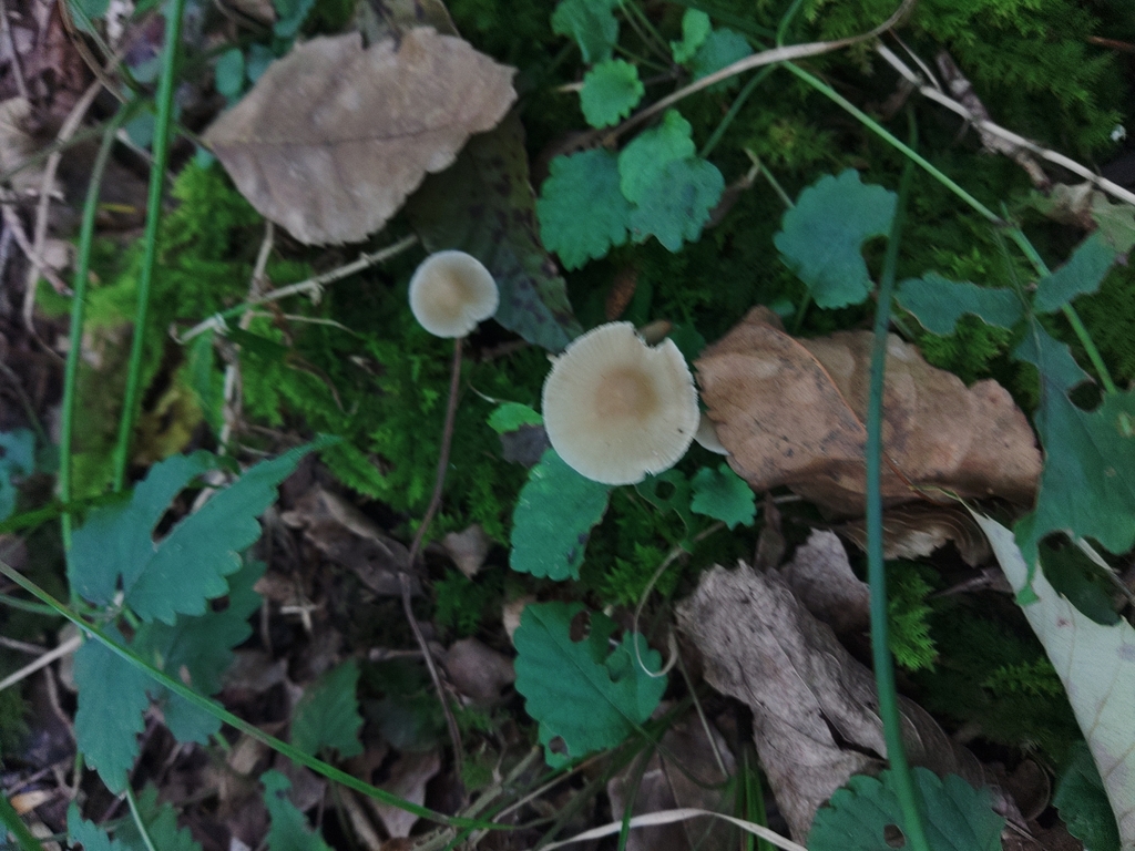 Dripping Bonnet from 日本、〒325-0303 栃木県那須郡那須町高久乙24−1 on October 12, 2023 ...