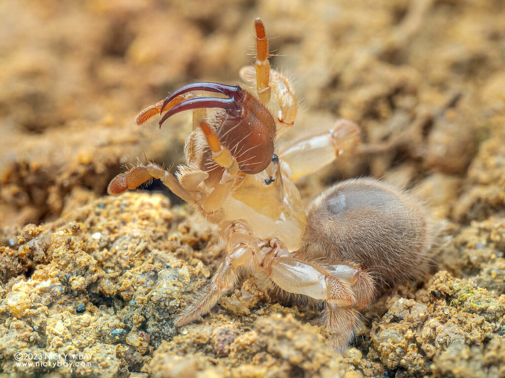 Calommata from Batu Pahat, Johor, Malaysia on October 10, 2023 at 09:41 ...