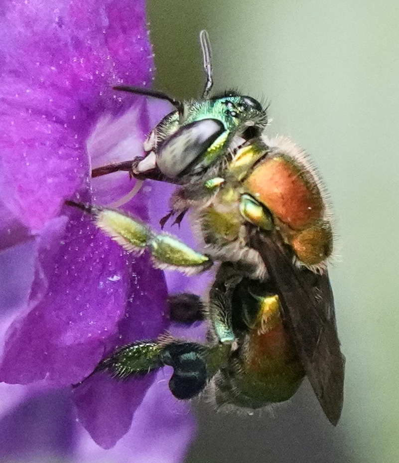 Typical Orchid Bees from Pedro Vicente Maldonado, Ecuador on October 11 ...