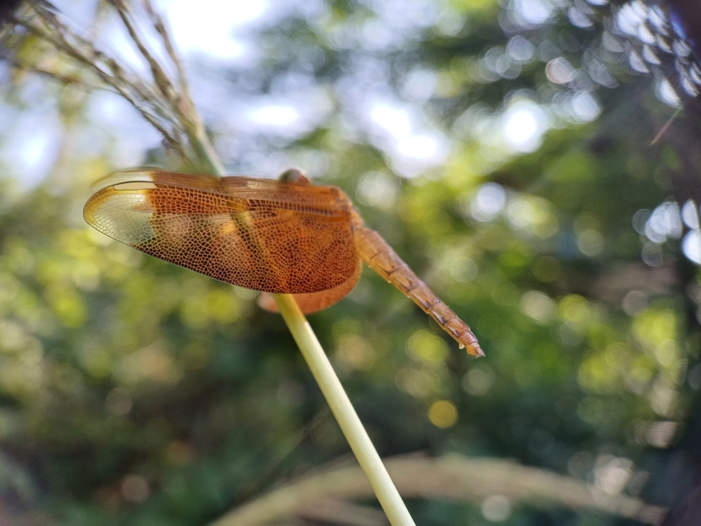 Russet Percher from Village & PO Dhela, Ramnagar Corbett Tiger Reserve ...