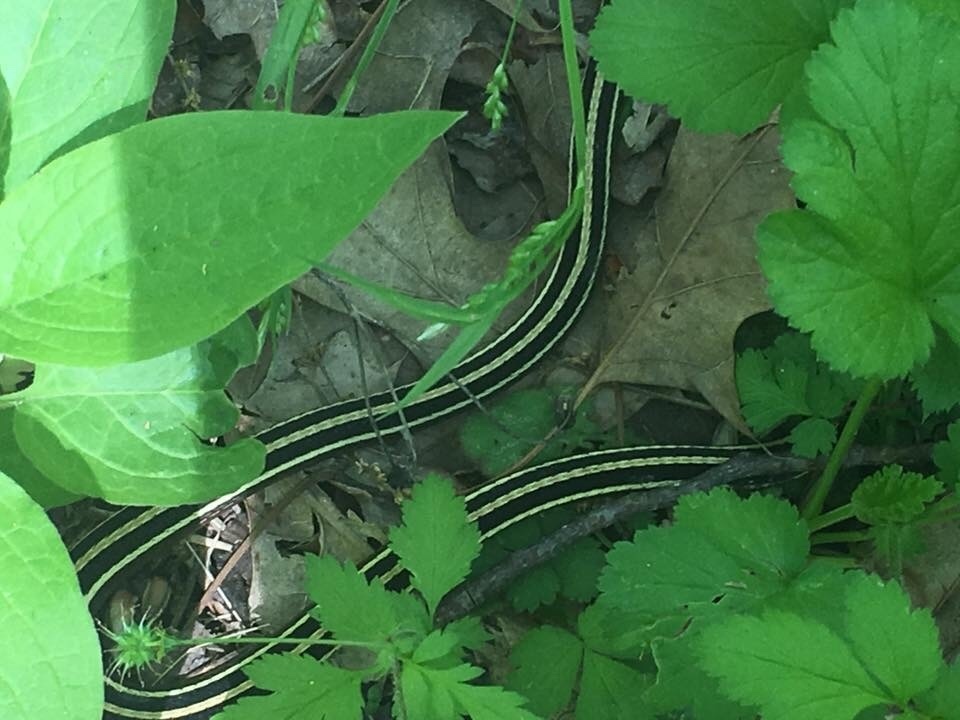 Eastern Ribbon Snake from 47620, Mount Vernon, IN, US on April 25, 2017 ...