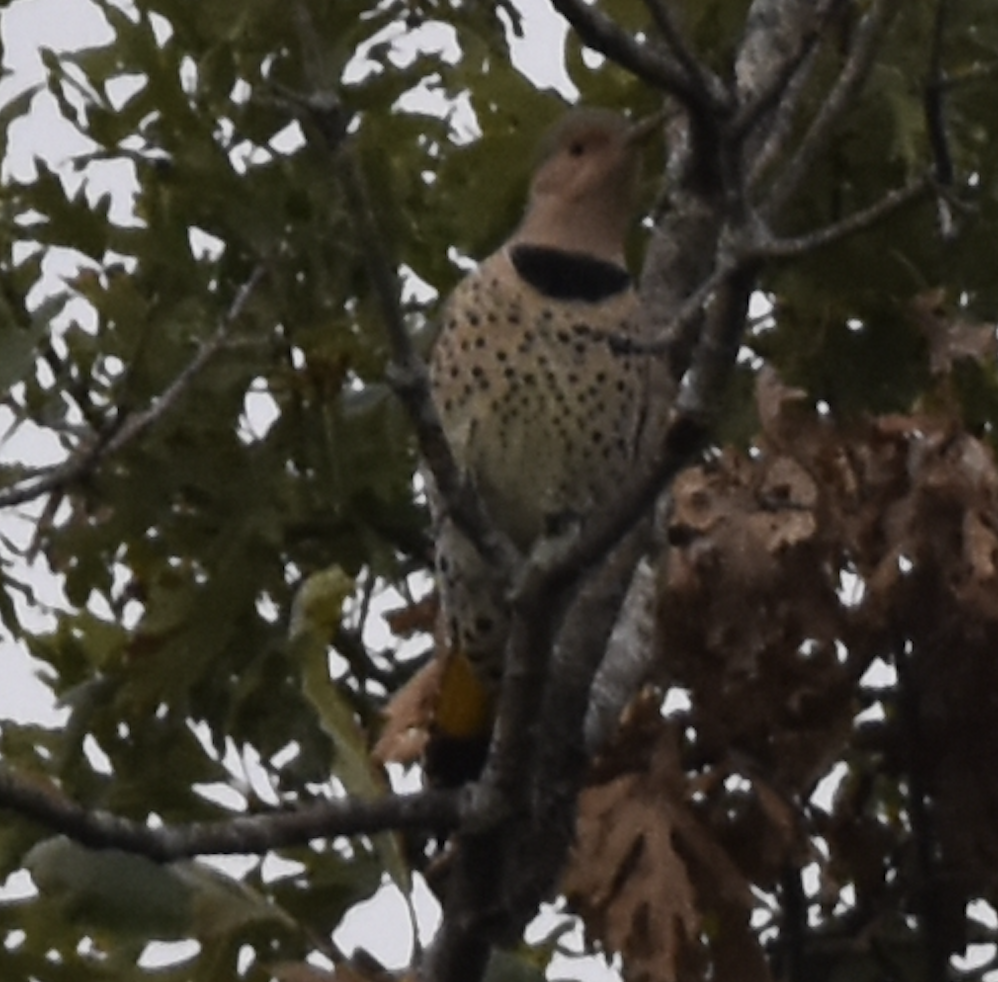 Northern Flicker from Urbana, IL, USA on October 8, 2023 at 08:00 AM by ...