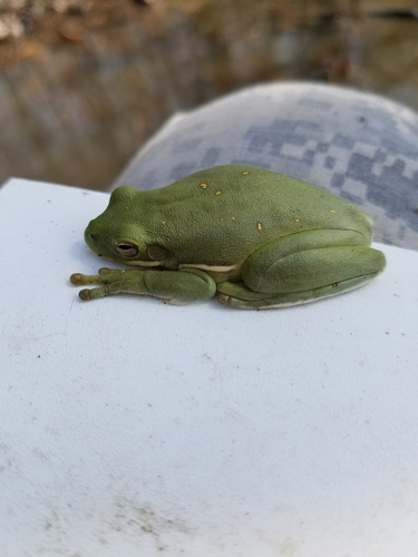 Observations by ryan_leeson · iNaturalist