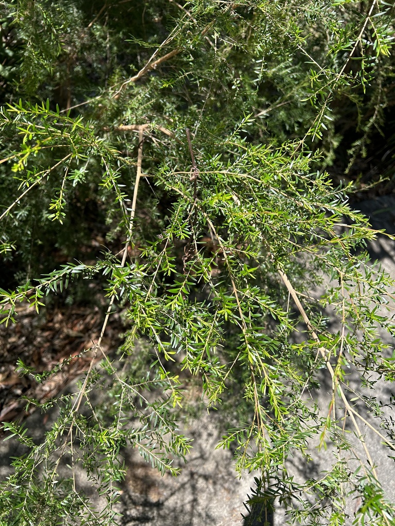 Tantoon from Elouera Cl, Landsborough, QLD, AU on October 12, 2023 at ...