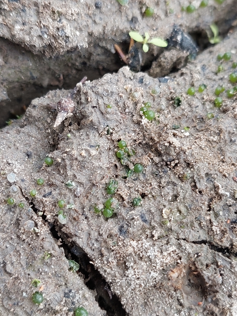 Botrydium from Neds Corner VIC 3496, Australia on October 12, 2023 at ...