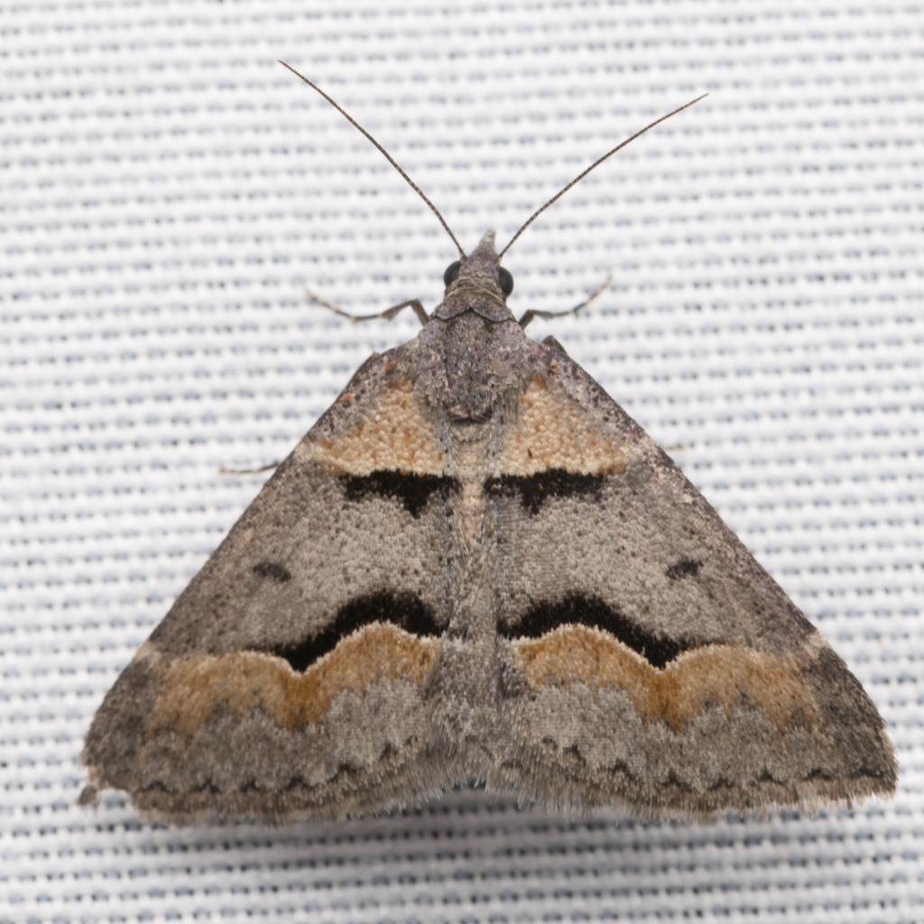 Black-signed Heath Moth from Sydney NSW, Australia on October 11, 2023 ...