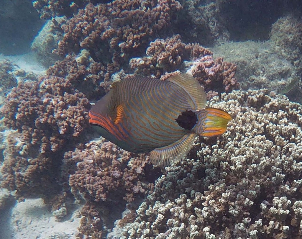 Orangestripe Triggerfish from F569+F82, Moorea-Maiao, Polynésie ...