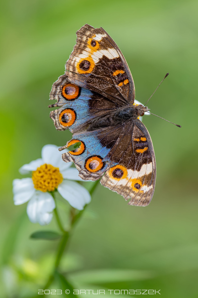 Blue Pansy in October 2023 by Artur Tomaszek · iNaturalist