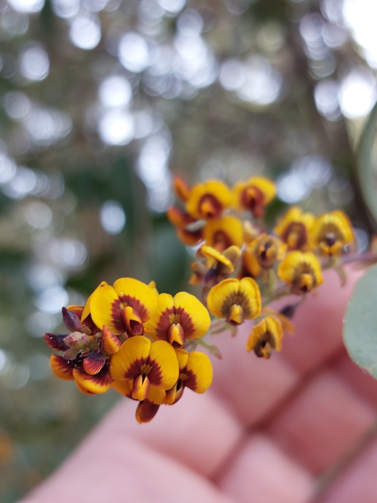 hop bitter-pea from The Gurdies VIC 3984, Australia on October 11, 2023 ...