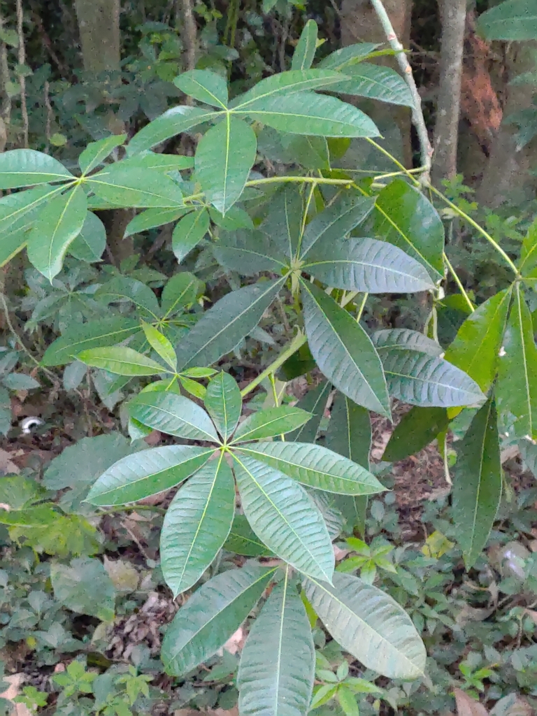saba nut tree from 551台灣南投縣名間鄉炭寮村 on October 12, 2023 at 05:19 PM by ...