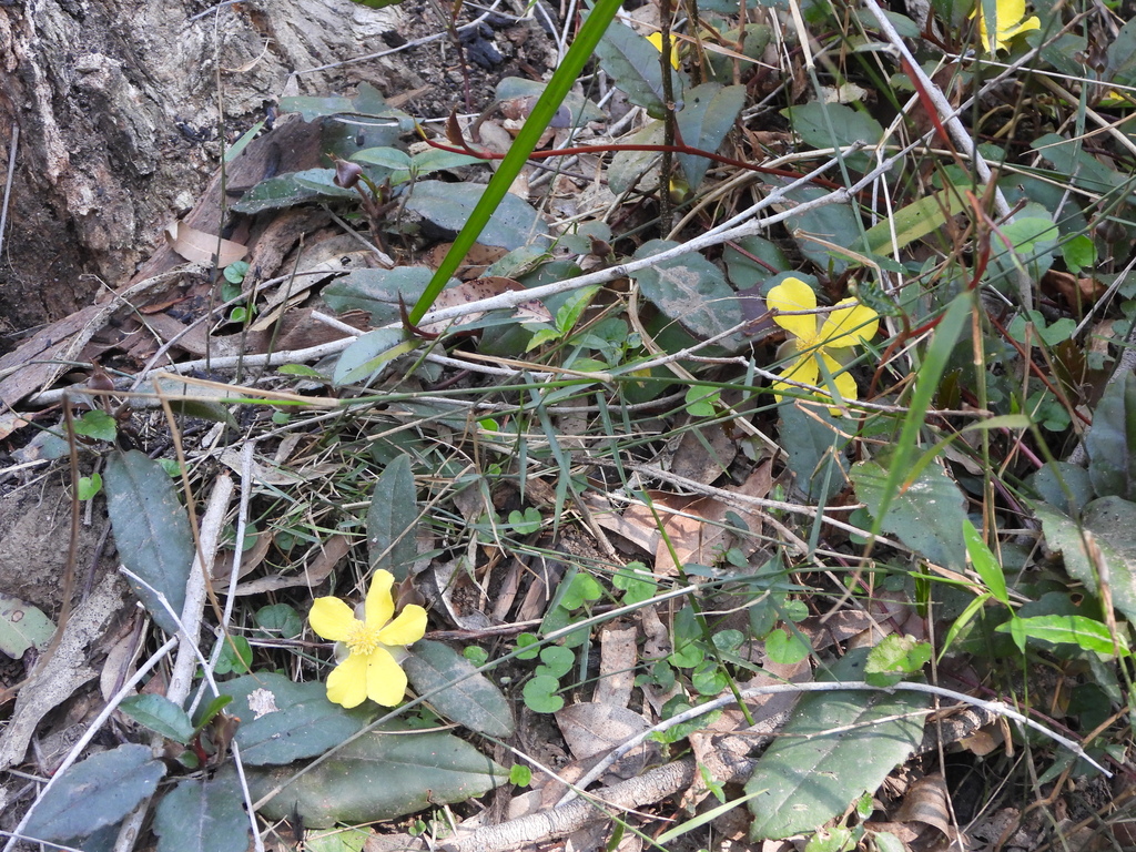 Toothed Guinea Flower from Mogo NSW 2536, Australia on September 3 ...