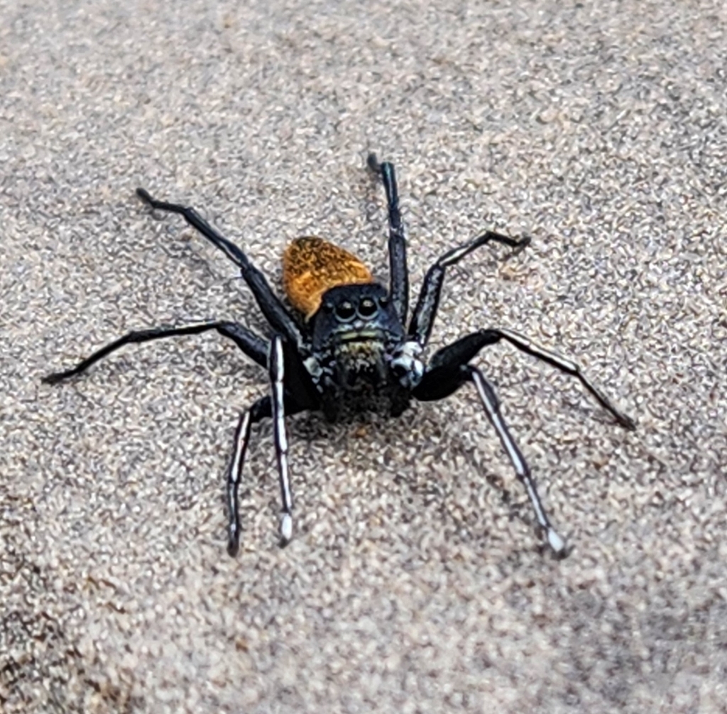Desert Ant-mimicking Jumping Spider from Beaufort West Municipality ...