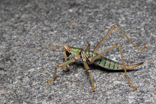 Tribe Sagini · iNaturalist