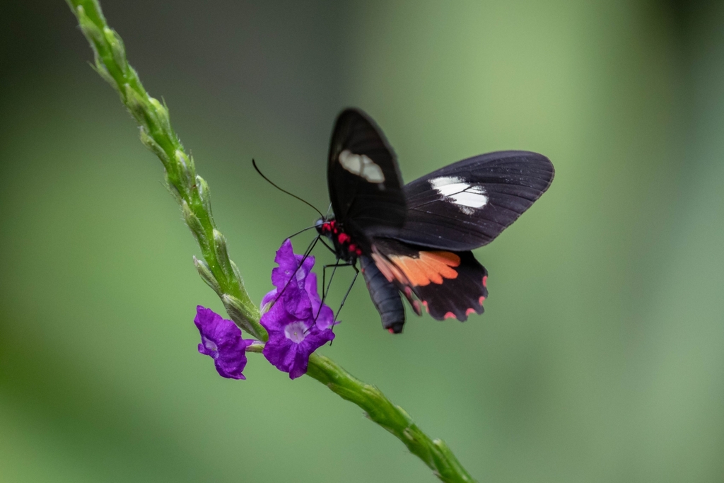 True Cattleheart from Parque Natural Metropolitano on September 28 ...