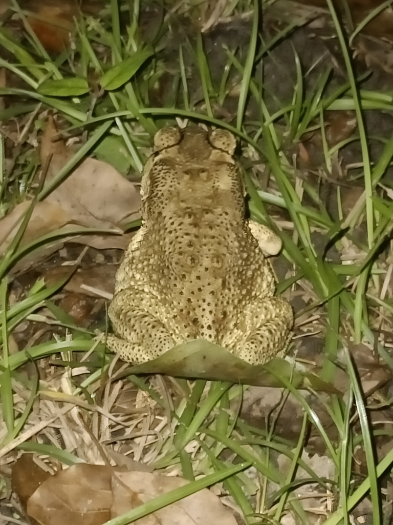 Asian Common Toad from 974台灣花蓮縣壽豐鄉集賢館 on October 12, 2023 by QQ Candy ...
