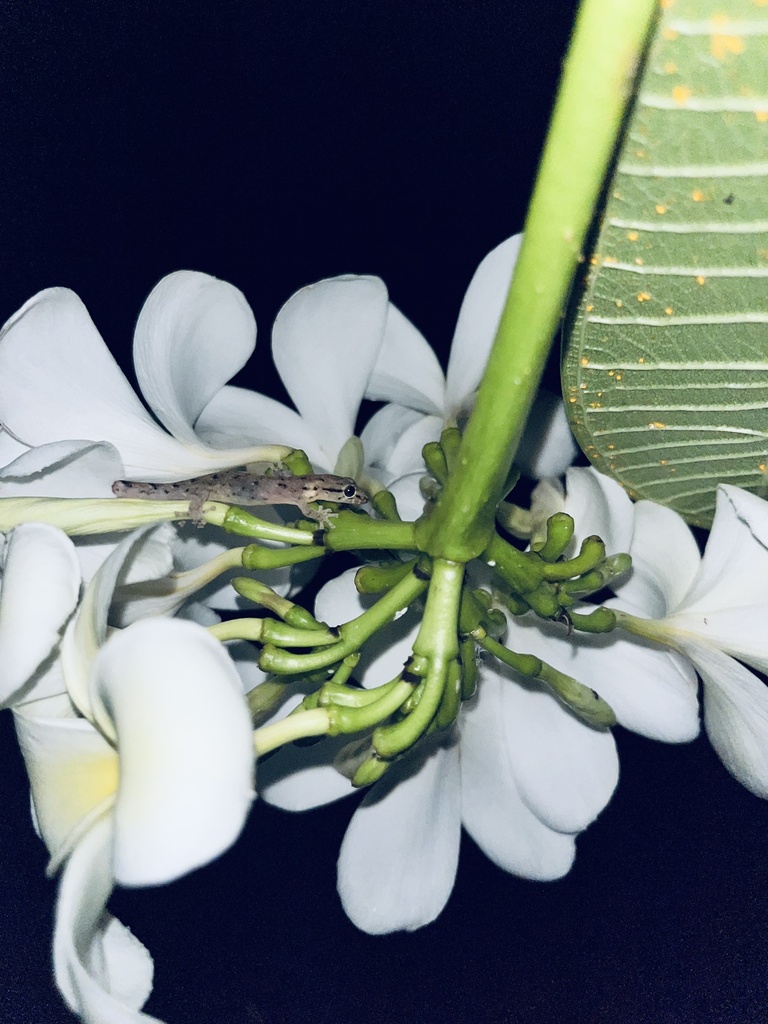 Seychelles Surprise Gecko from Frégate Island, Seychelles, SC on ...