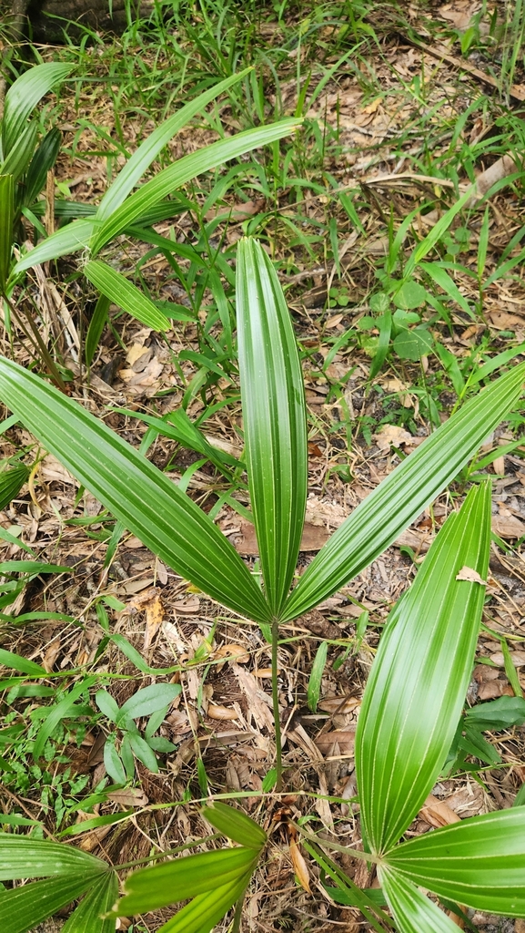 Little Lady Palm from Sebring, FL 33875, USA on October 11, 2023 at 02: ...