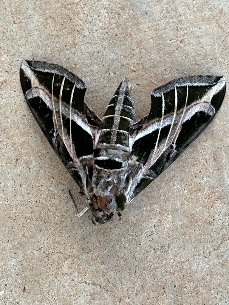 Vine Sphinx from Rule, TX, US on October 12, 2023 at 07:52 AM by Patti ...