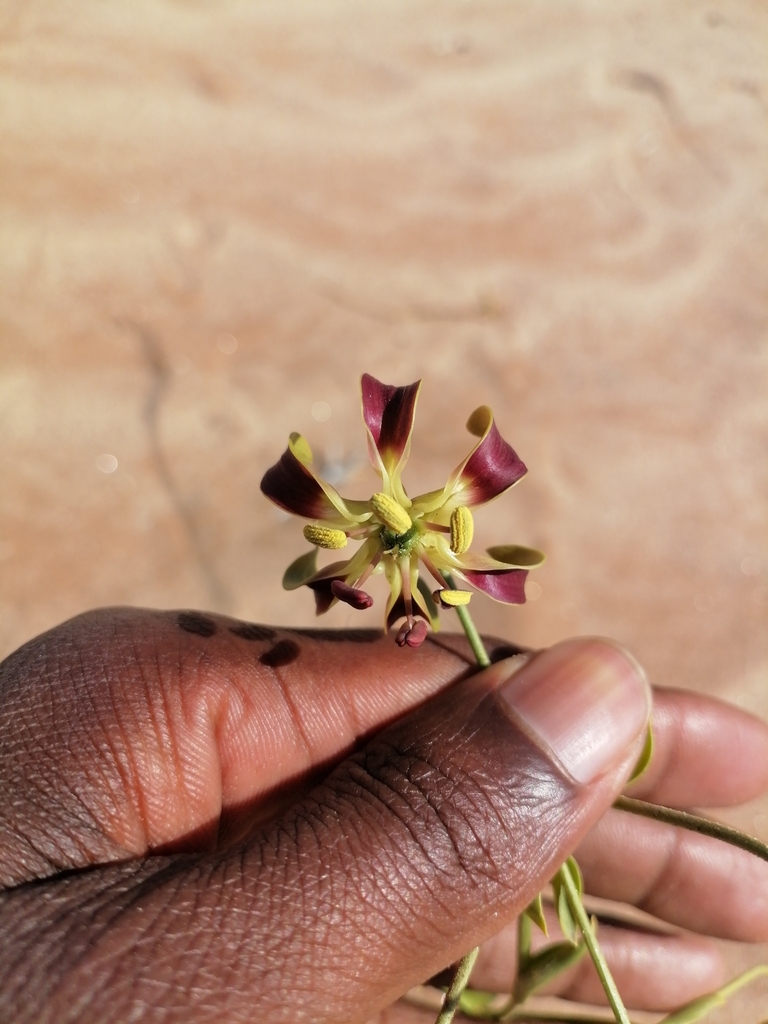 Namib Lily from Gobabeb, Namib-Naukluft Park, Namibia, Gobabeb, Namibia ...