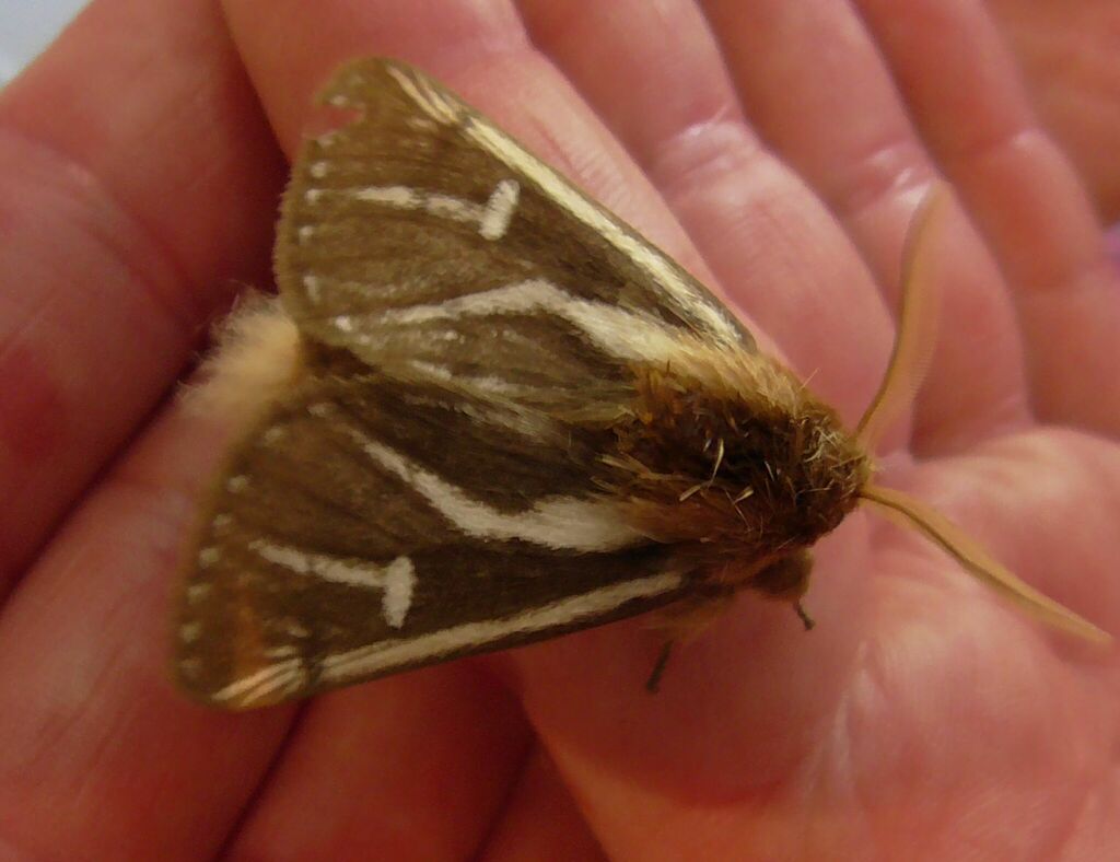 Bag-shelter Moth from Atherton QLD 4883, Australia on October 12, 2023 ...