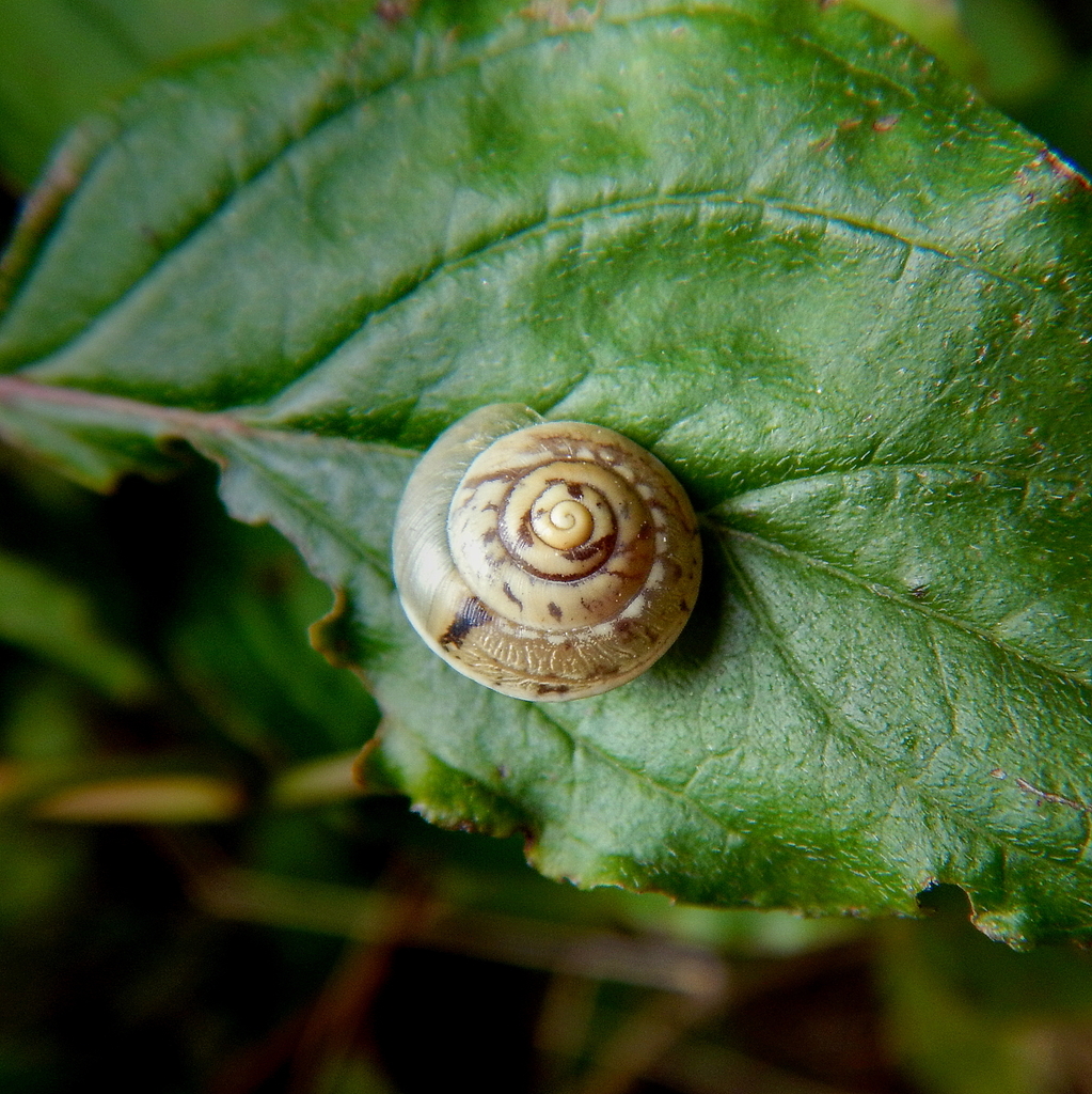 Girdled Snail from Busstation Camping Wien West II, Vienna, Austria on ...
