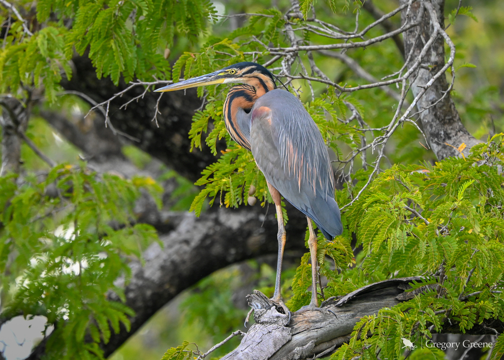 Purple Heron from Marovoay, Madagascar on September 7, 2023 at 07:30 AM ...