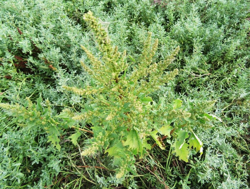 pitseed goosefoot from Riverside County, CA, USA on October 11, 2023 at ...