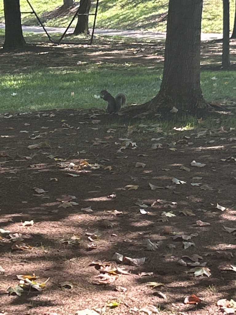 Eastern Gray Squirrel from The University of Tennessee, Knoxville, TN ...