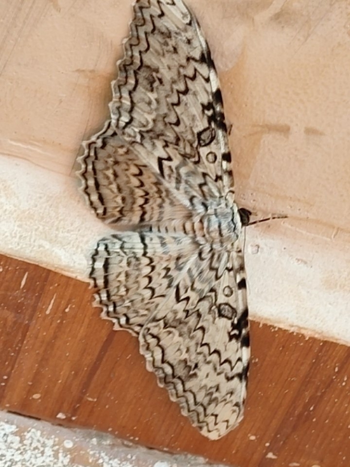 White Witch Moth from 2W3Q+VHJ, Riberalta, Bolivia on October 12, 2023 ...