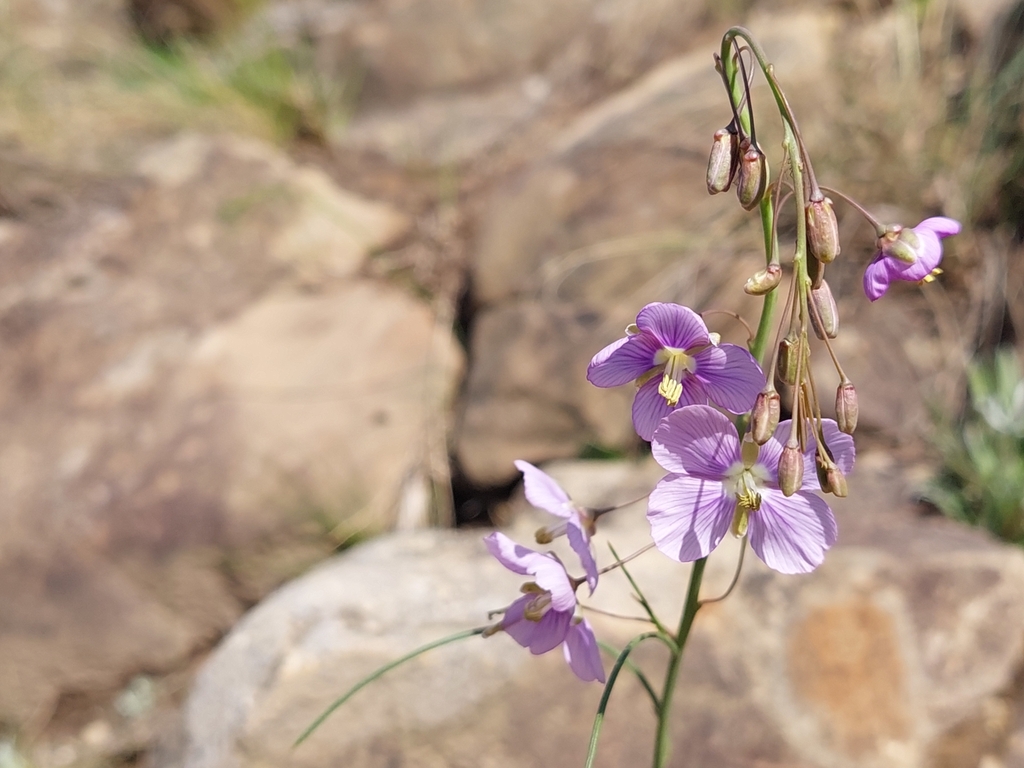 Grassland Blue Cress Flower from Elundini Local Municipality, South ...
