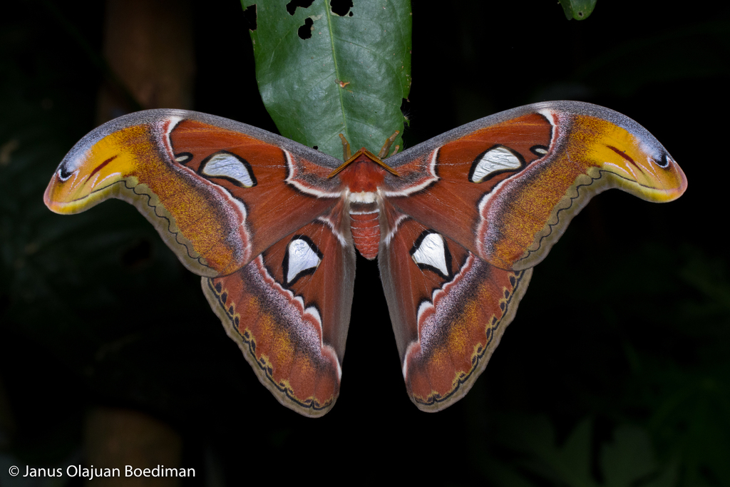 Atlas Moth in February 2023 by Janus Olajuan Boediman · iNaturalist